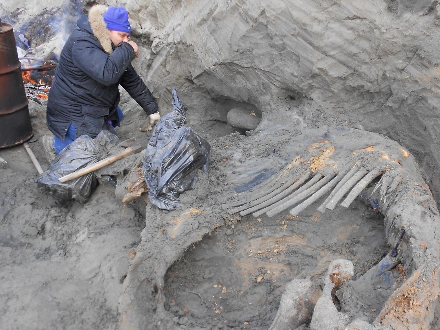 El primer mamut que nos comimos en Siberia