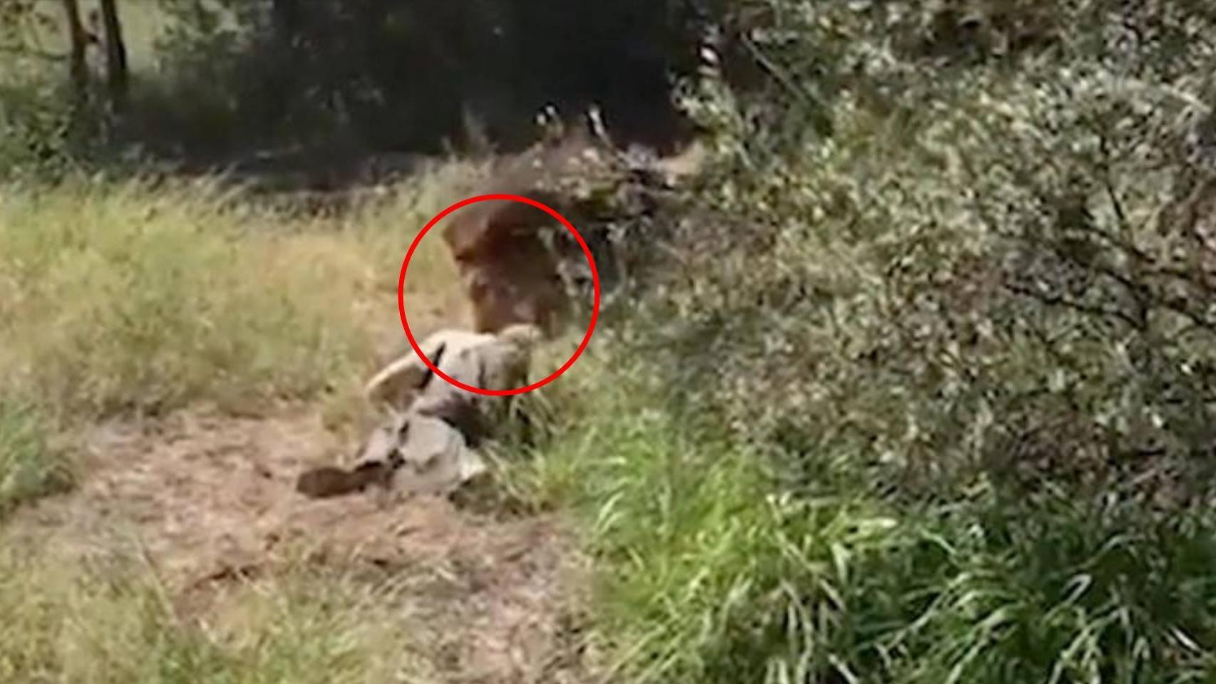 Horror en el safari: un león ataca a su cuidador y lo arrastra por el ...