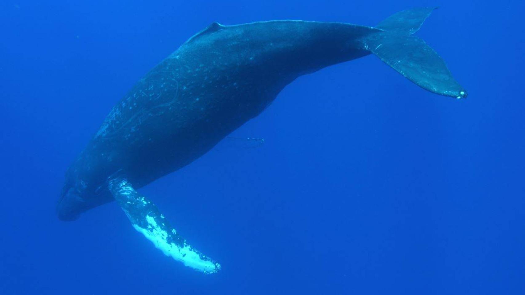 Científicos descubren el triste motivo por el que las ballenas han ...