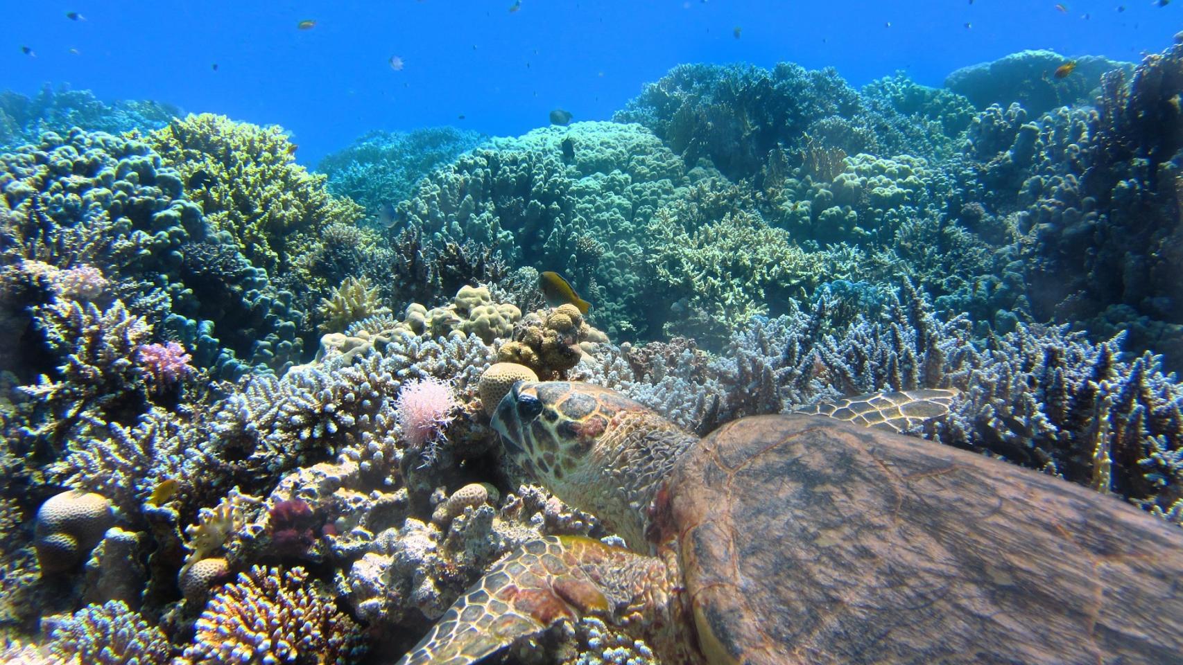 NeMO, el videojuego de la NASA para salvar corales marinos desde casa