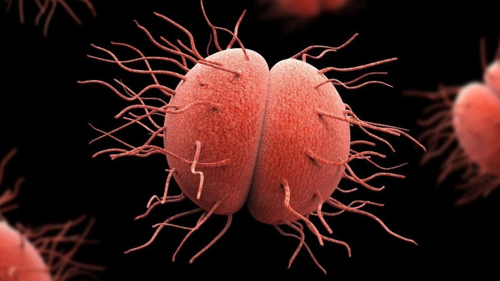 Golpe a la gonorrea: descubren el primer antibiótico en 30 años capaz ...
