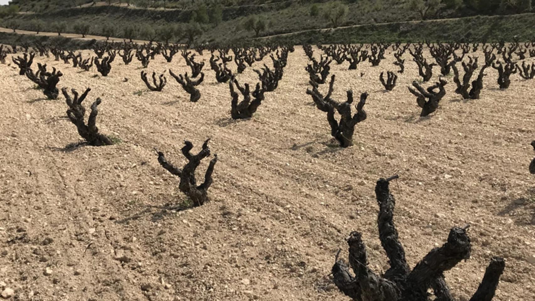 La historia tras El Linze, el mejor vino de España que hacen los ...