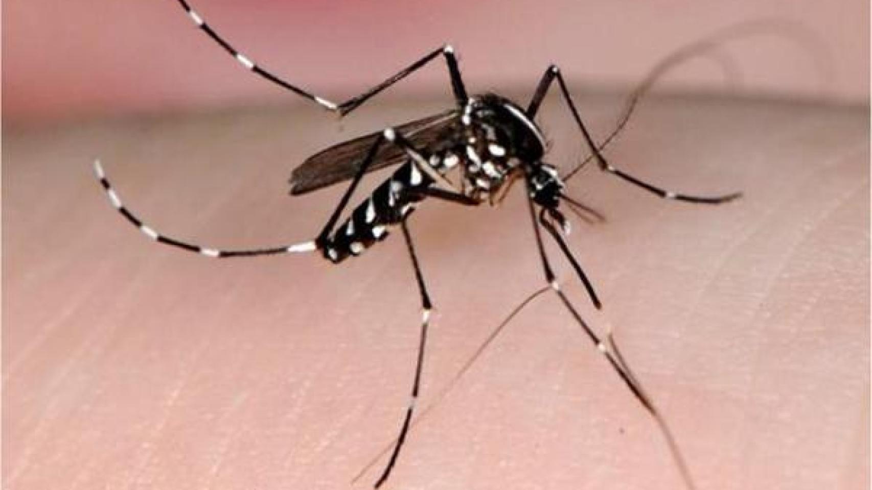 Alerta en Alicante por la llegada del mosquito tigre tras las últimas ...