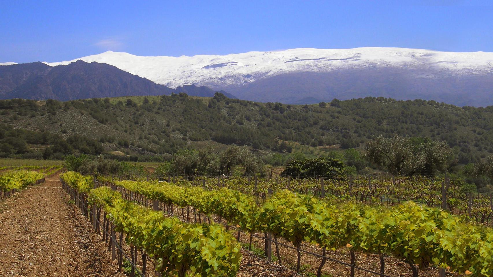 La bodega granadina que triunfa con sus vinos originales con Sierra ...