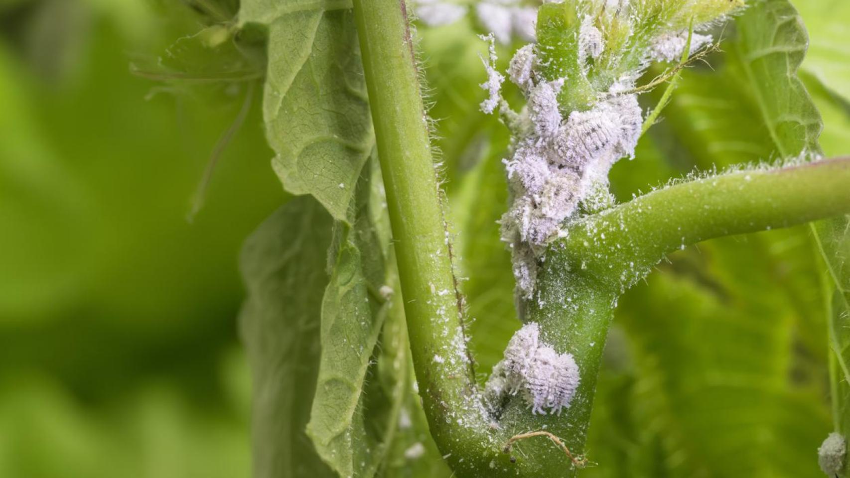Ni insecticidas ni fungicidas: el sencillo truco de los jardineros en ...