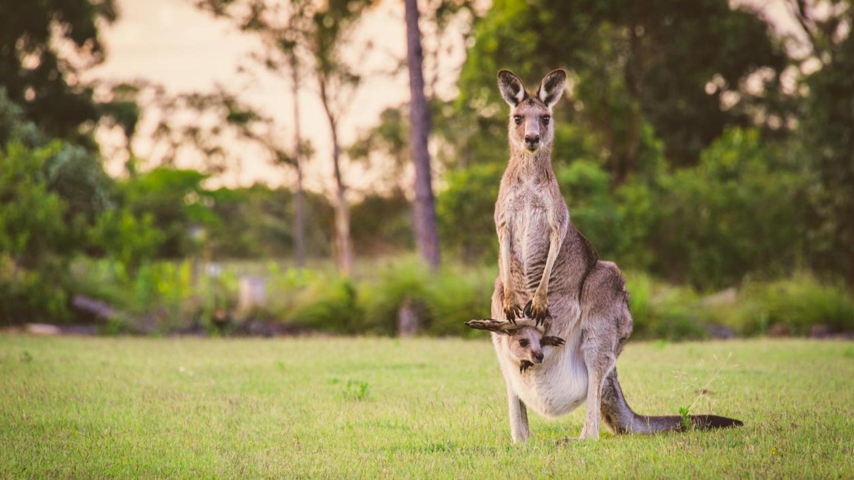 ¿Podrían desaparecer los canguros de Australia? Este es el curioso ...