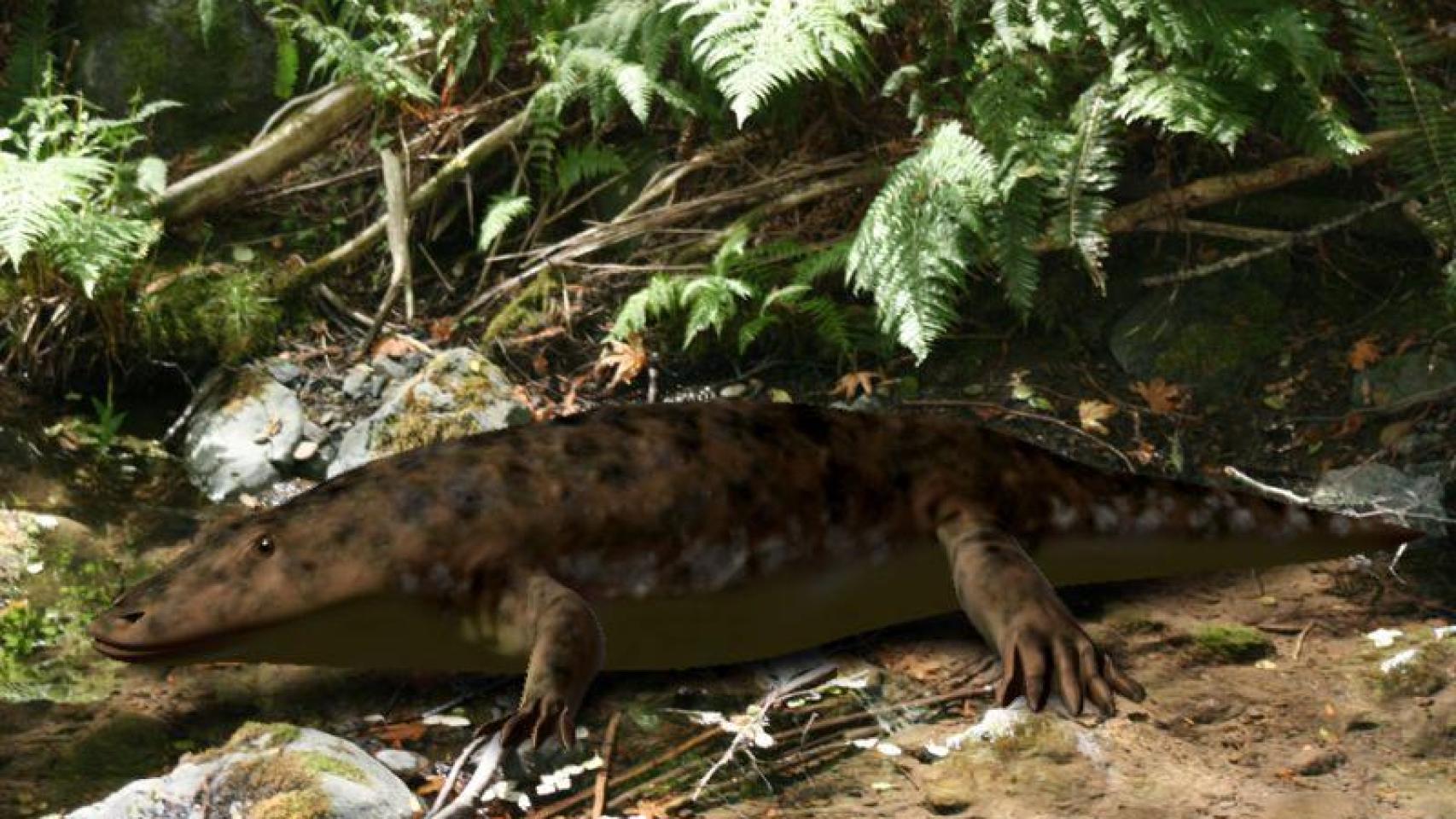 ¿Sobrevivirán los anfibios a una nueva extinción masiva? Así lo ...