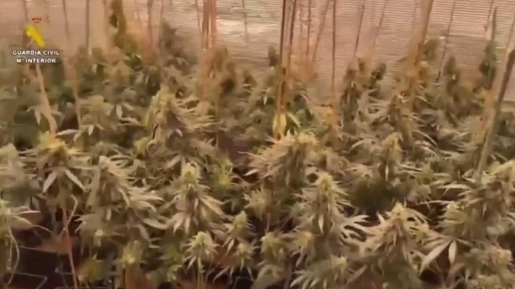 Desmantelan dos plantaciones de marihuana en Seseña: el valor de la droga incautada asciende a ...