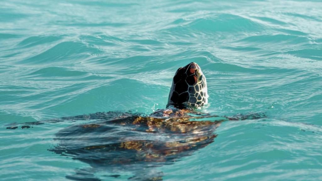 Descubre la Isla de Sal, un auténtico paraíso africano a solo 4 horas ...
