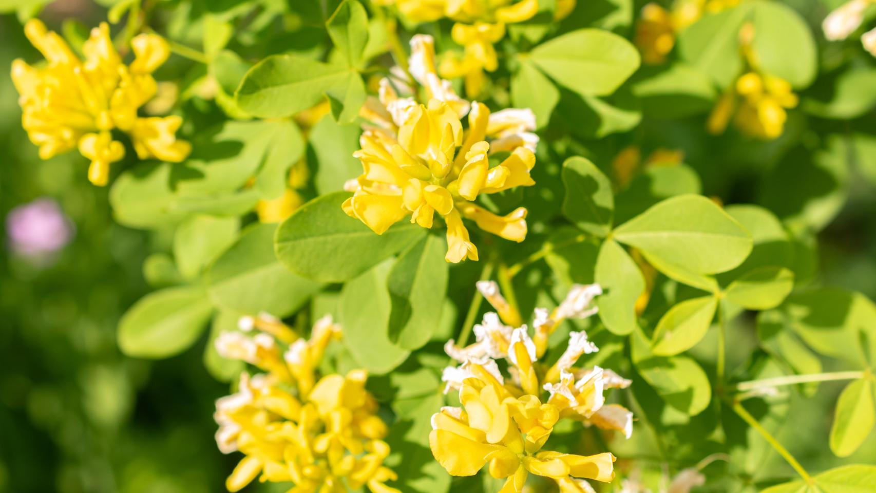 Las 7 hierbas mágicas del ramo de San Juan en Galicia: así puedes ahuyentar a los malos espíritus