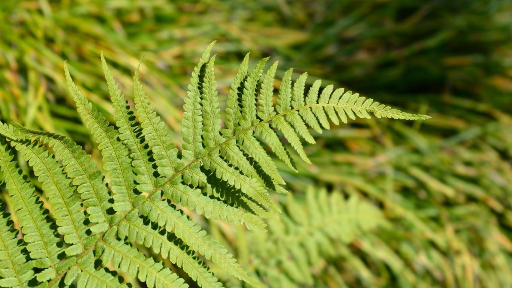 Las 7 hierbas mágicas del ramo de San Juan en Galicia: así puedes ahuyentar a los malos espíritus