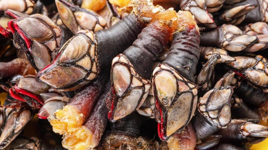 Un turista francés no se corta y dice lo que piensa sobre los percebes ...
