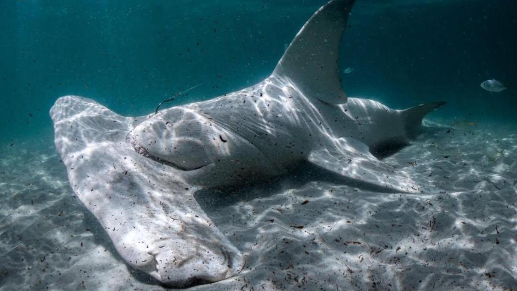 Un enorme tiburón fue hallado muerto en las costas de Florida: se cree ...