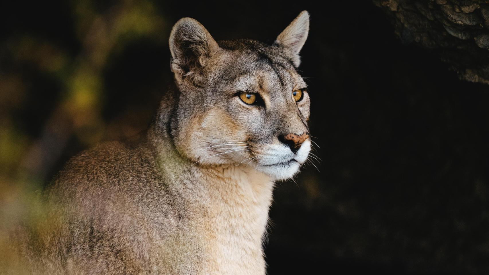 Dior y WWF se unen para proteger y conservar los pumas salvajes de ...