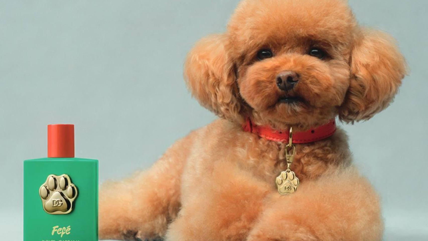 Fefé, el primer perfume para perros: la joya olfativa de Dolce ...