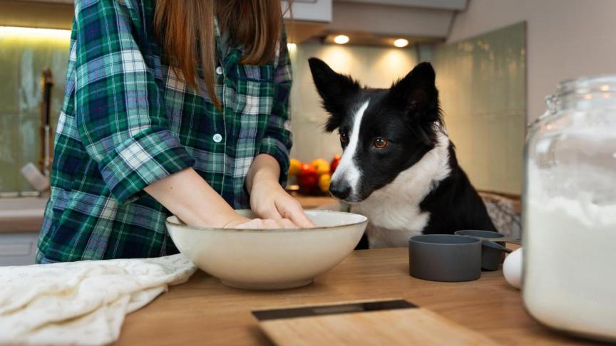 Tres recetas caseras de los veterinarios para perros: "Previenen ...