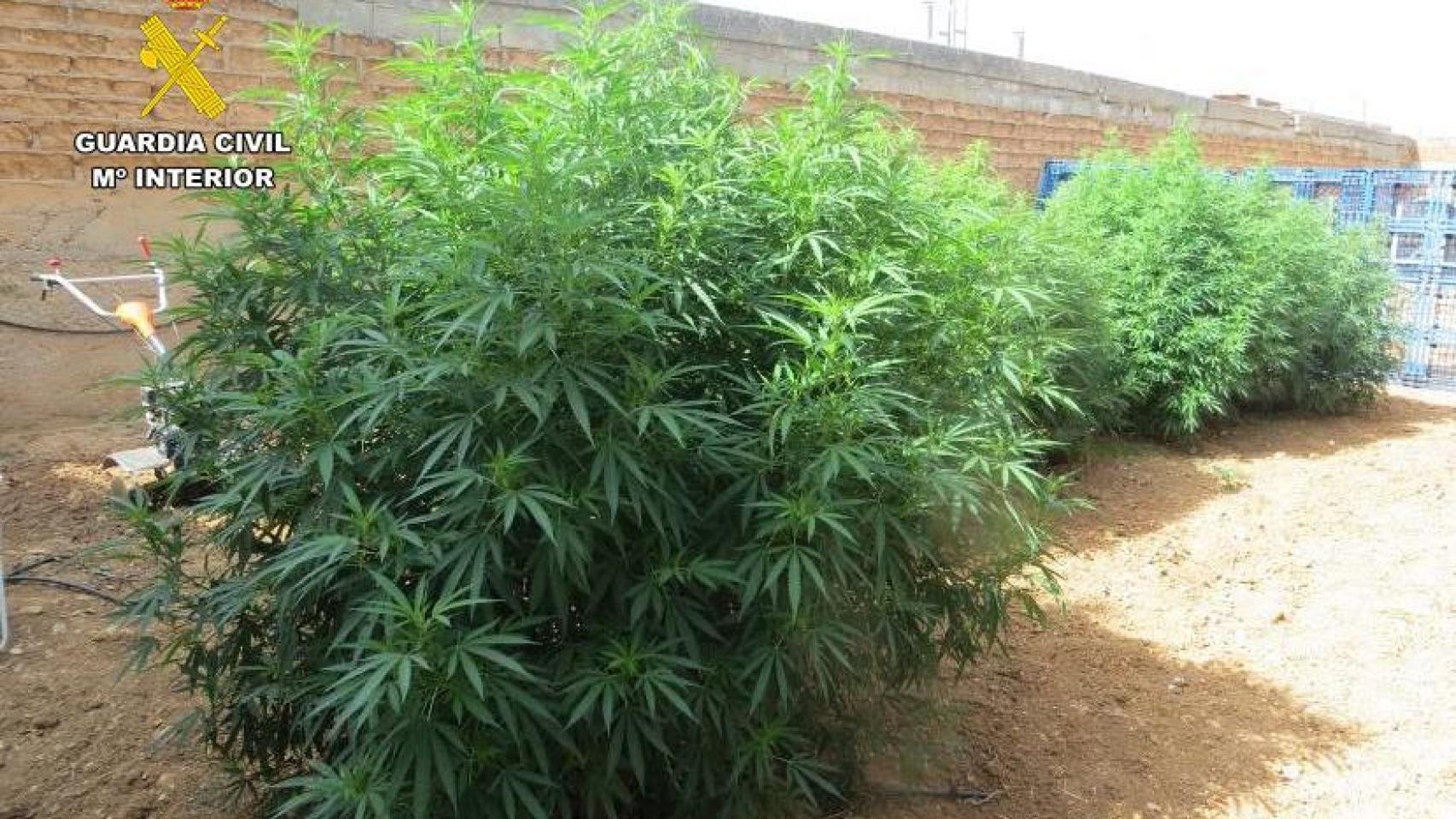 La Guardia Civil desmantela dos plantaciones de cannabis y un criadero ilegal de gallos en Albacete