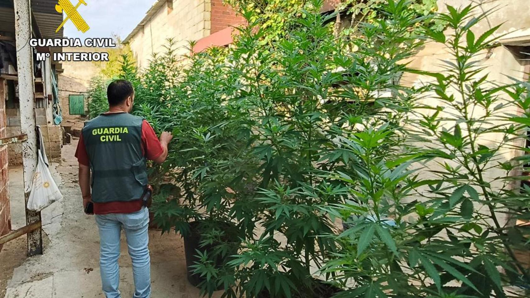 La Guardia Civil desmantela dos plantaciones de cannabis y un criadero ilegal de gallos en Albacete