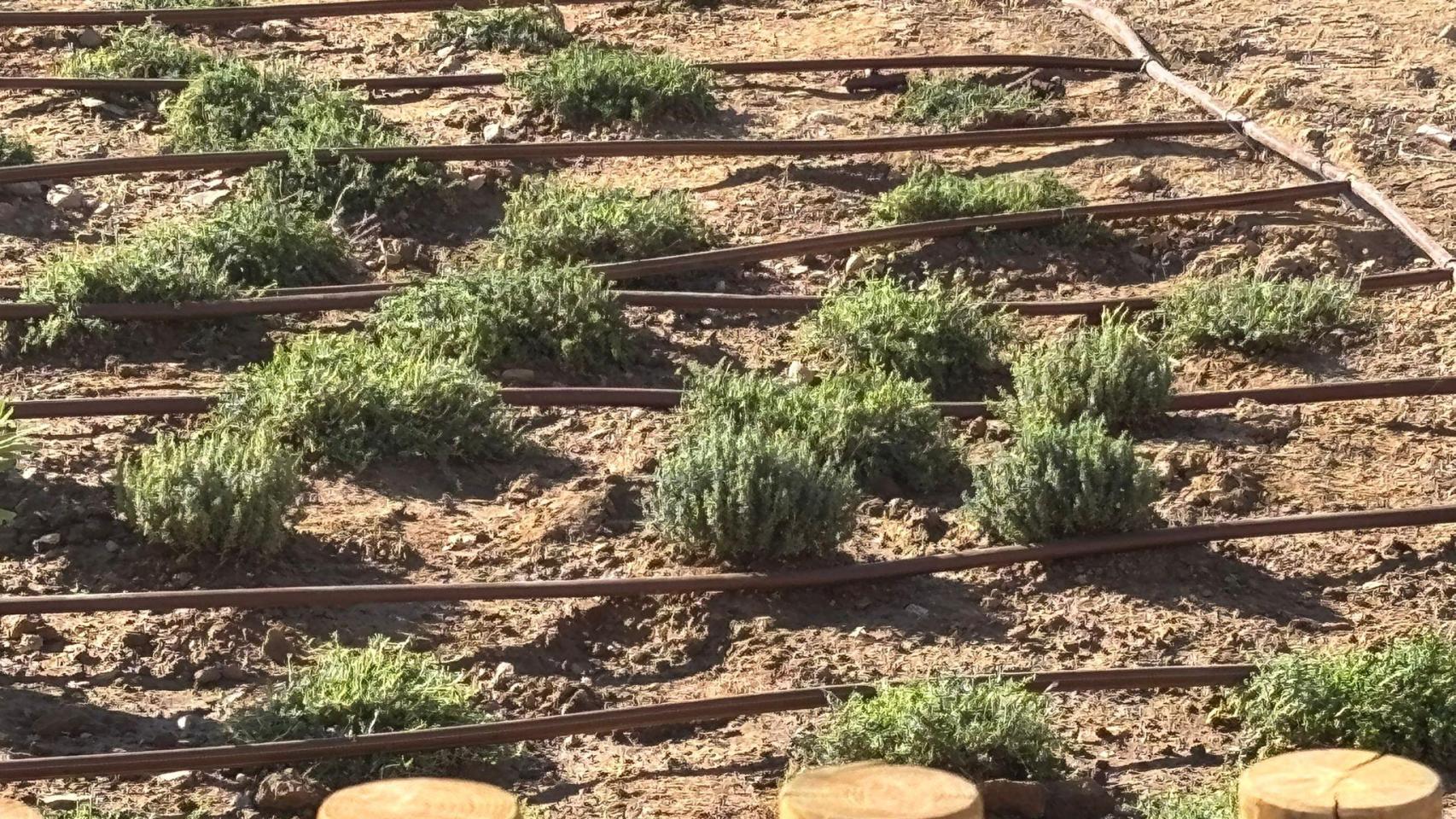 Valencia siembra las primeras plantas de su 'hotel de insectos' para ...