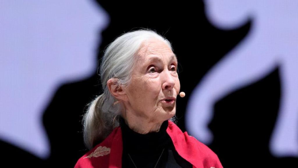 Jane Goodall, la voz que transformó la primatología al derribar ...