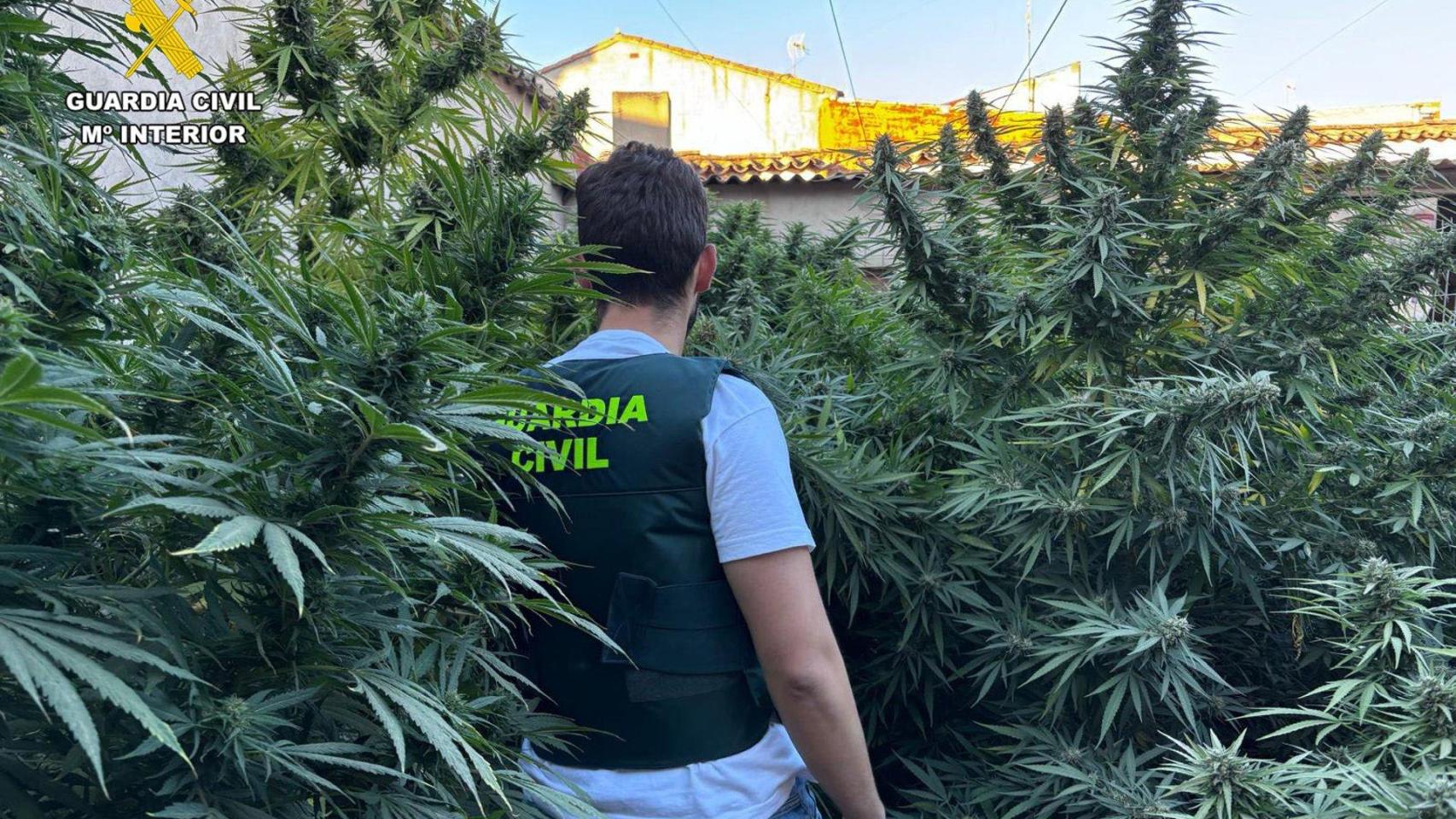 La Guardia Civil desmantela una plantación de cannabis en Villarrobledo e intercepta 135.000 ...